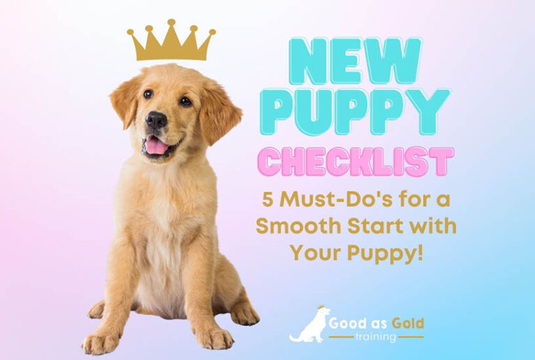 5 Must-Dos With Your New Puppy! - Good as Gold